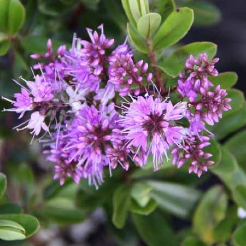 Hebe Plants