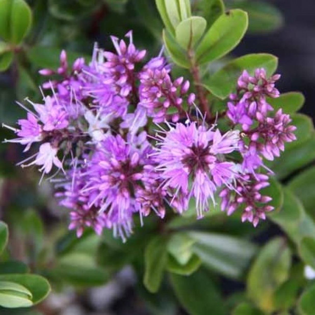 Hebe Plants