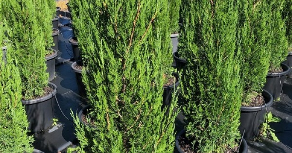 Juniperus virginiana/chinensis 'Spartan' - Spartan Juniper, Pencil Cedar