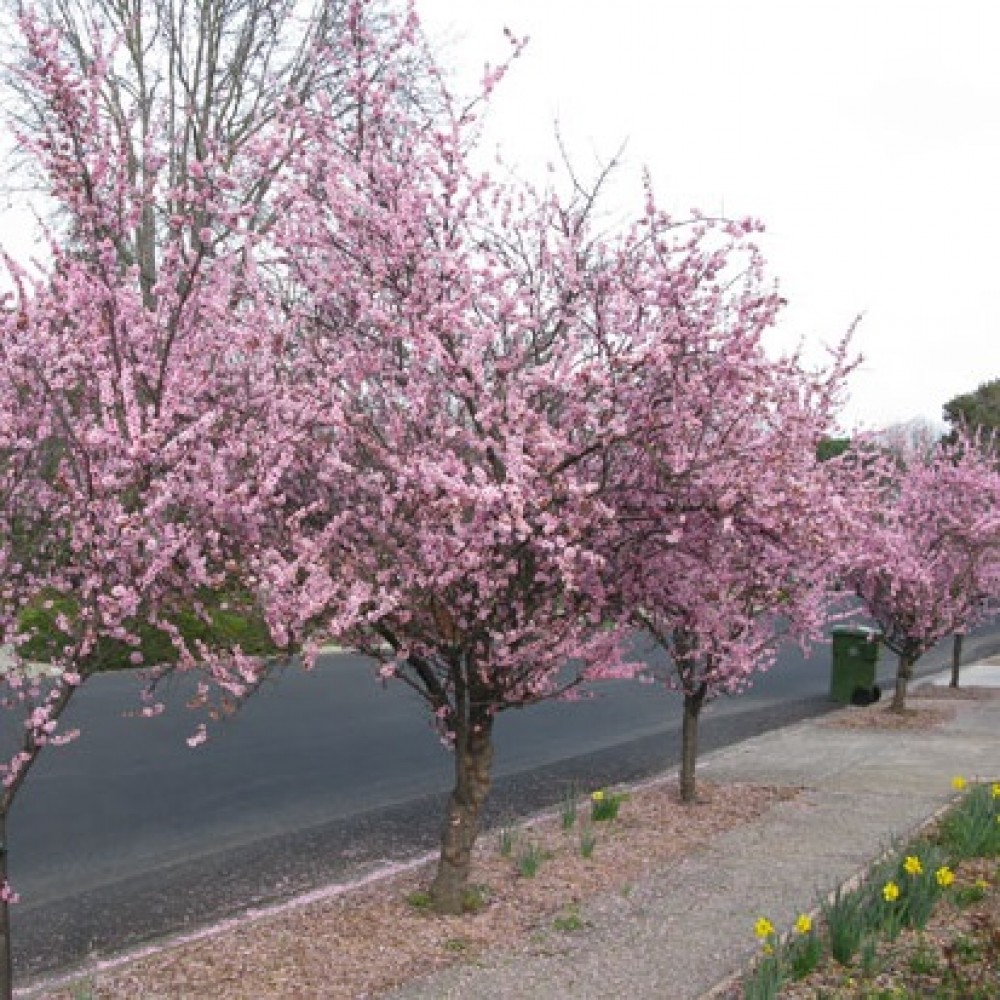 Prunus blireana flowering plum tree