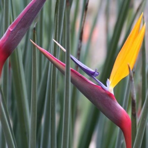 Strelitzia juncea - Leafless Bird of Paradise
